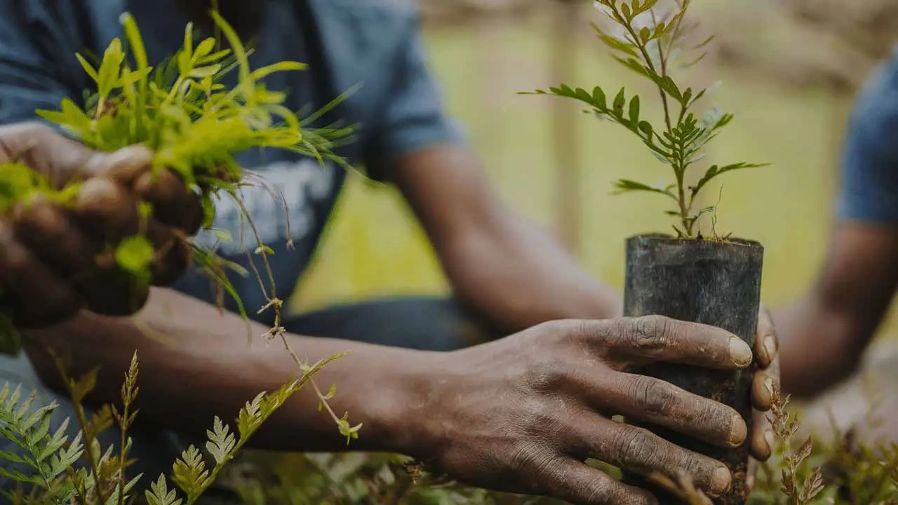 Impactful Tree Planting Initiatives for Ecosystems - Joanna Sayers